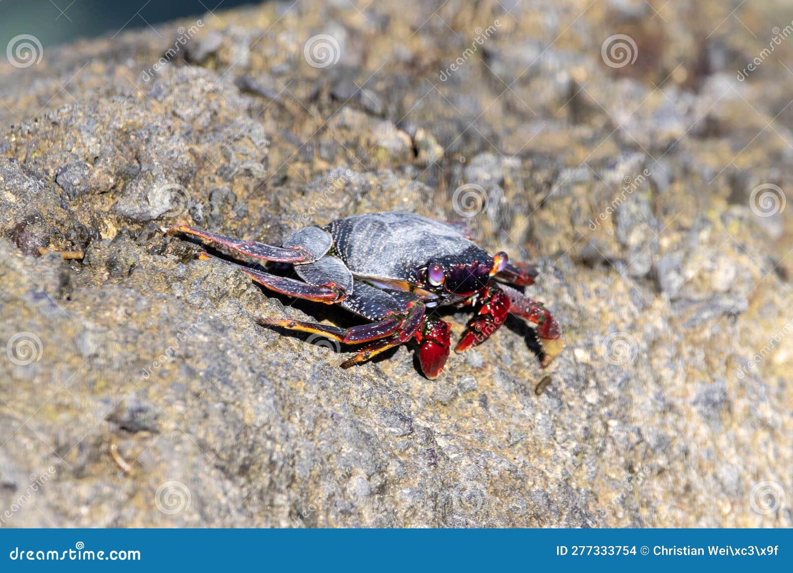 The Crab Grapsus Adscensionis Stock Photo - Image of wildlife ...