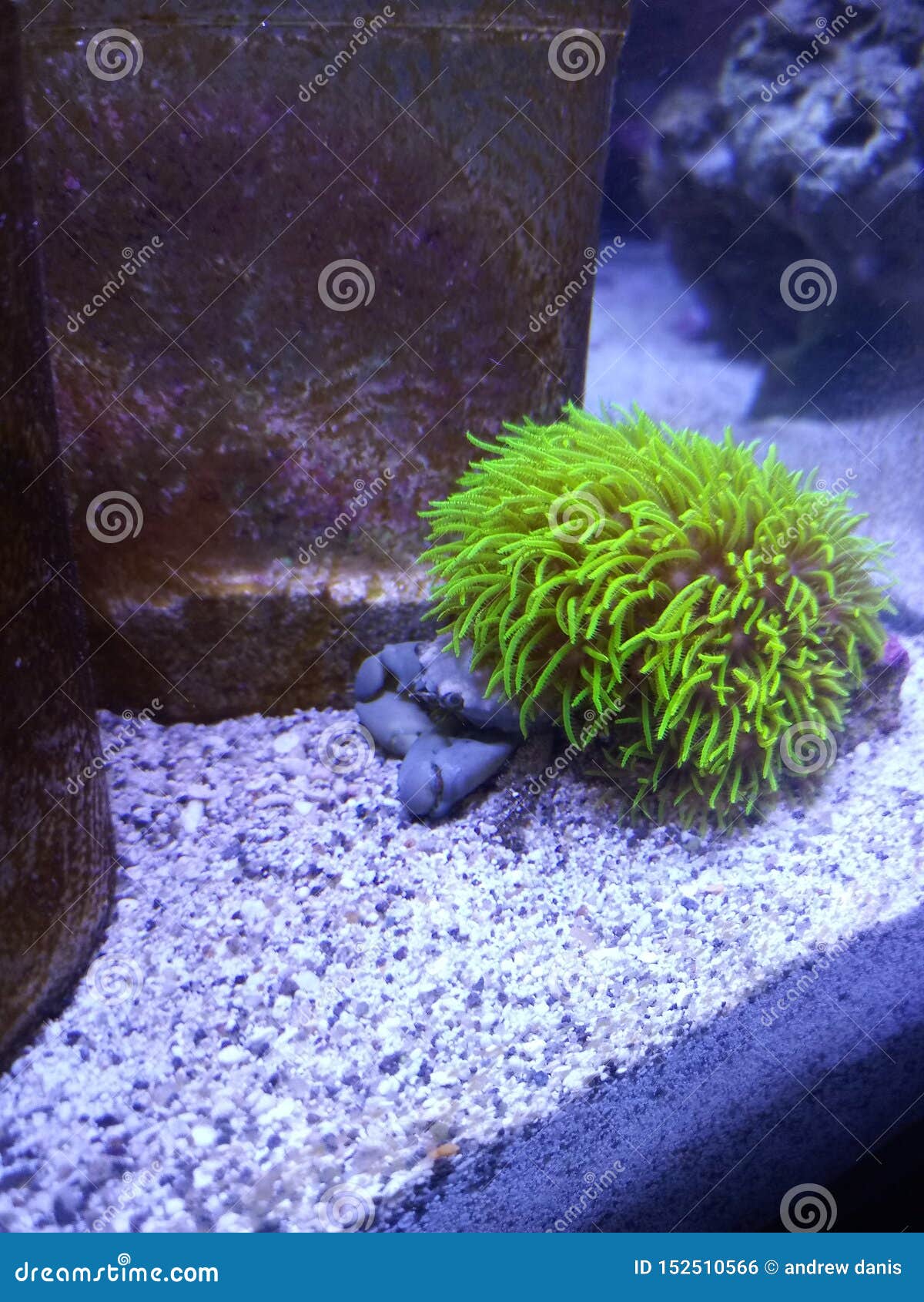 Green Star Polyp Soft Coral - Briareum Violaceum Stock Photography ...