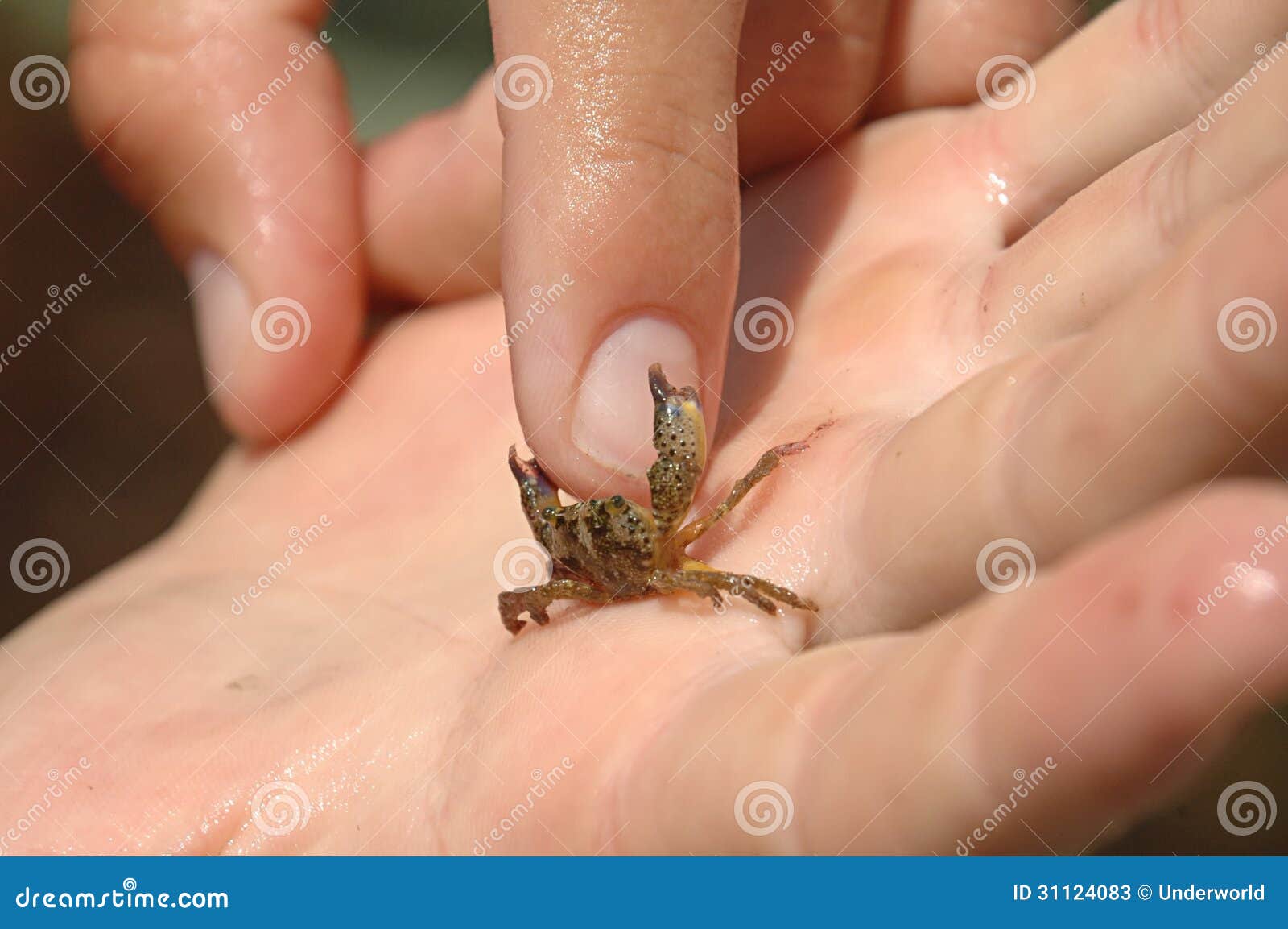 Crab in an hand stock image. Image of sand, cuisine, california - 31124083