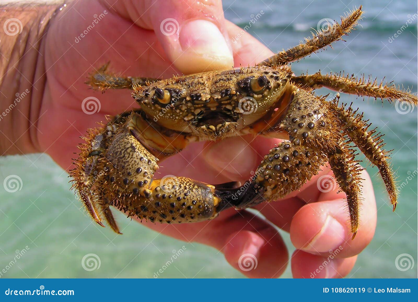 Crab in hands stock image. Image of small, live, hold - 108620119