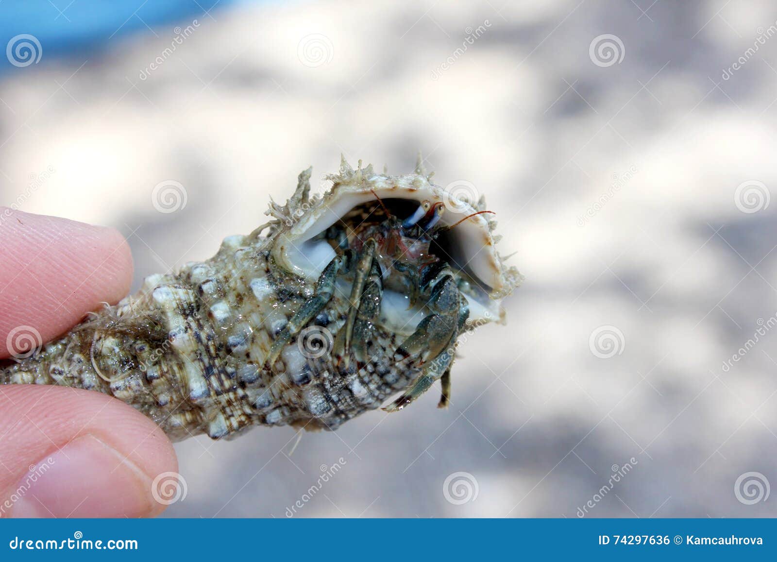 Crab Hermit in Shell - Funny Stock Photo - Image of animal, relax: 74297636