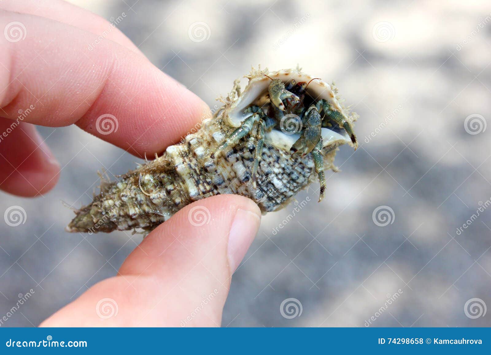 Crab Hermit in Shell - Funny Stock Photo - Image of beach, animal: 74298658