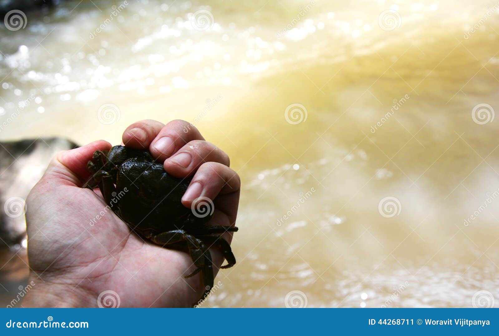 Crab holded by hand stock image. Image of cruise, exoskeleton - 44268711