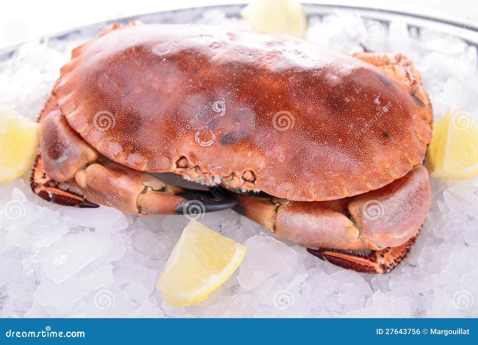 Crab in ice stock photo. Image of freshness, gastronomy - 27643756
