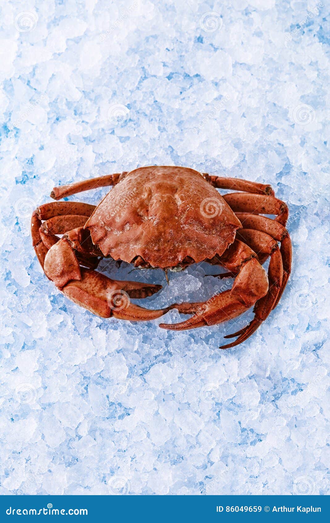 Crab on ice stock image. Image of cool, crab, cold, delicious - 86049659