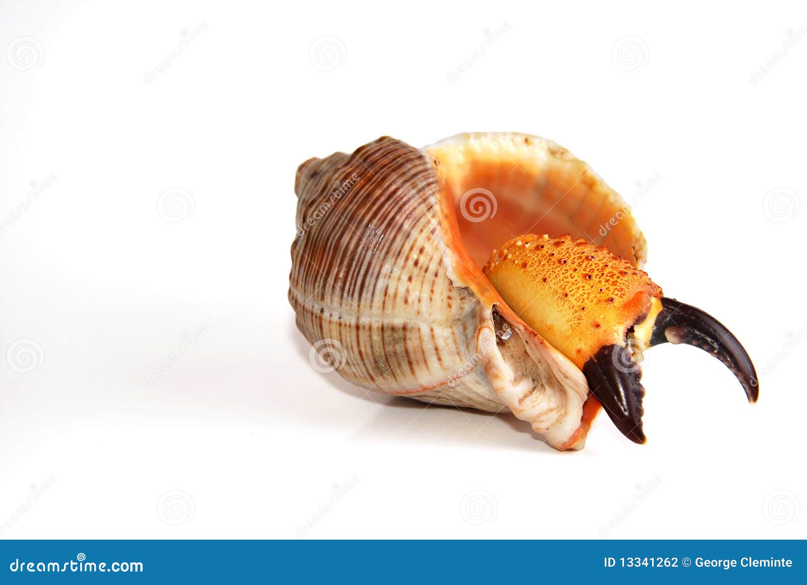 Crab Inside Shell stock photo. Image of seaside, pincers - 13341262