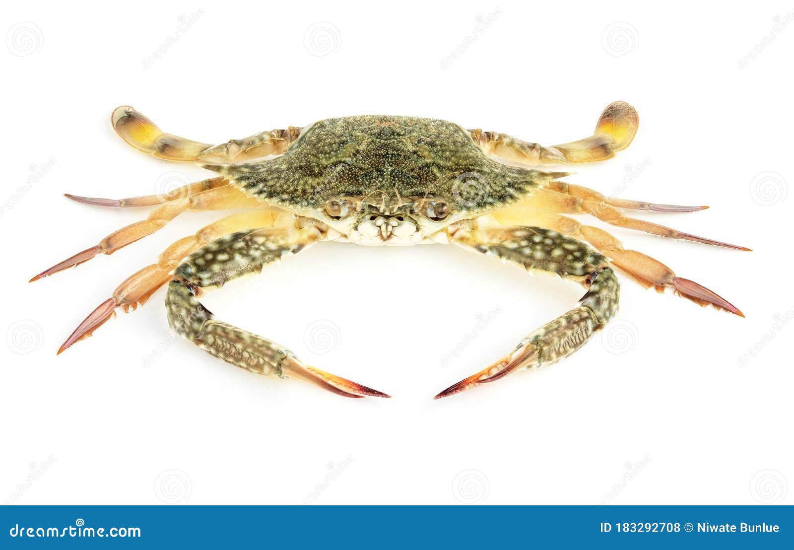 Crab Isolate on White Background Stock Photo - Image of closeup, crab ...