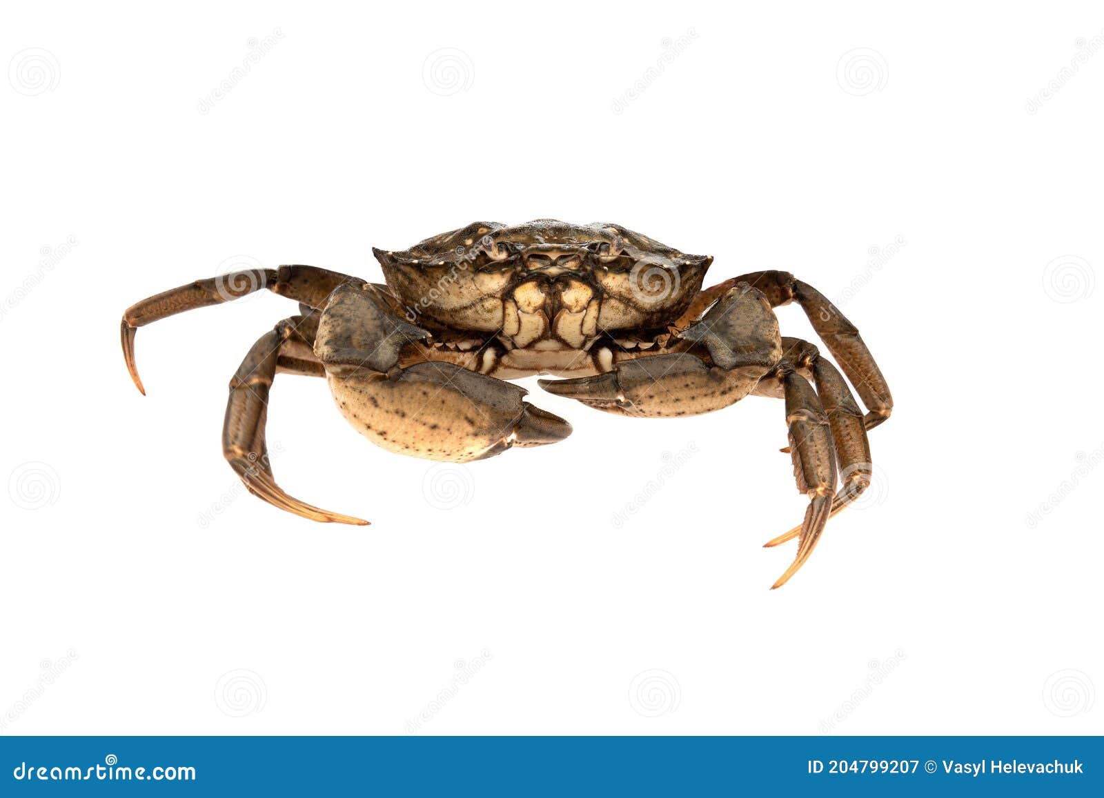 Crab isolated on white stock image. Image of color, aggressive - 204799207