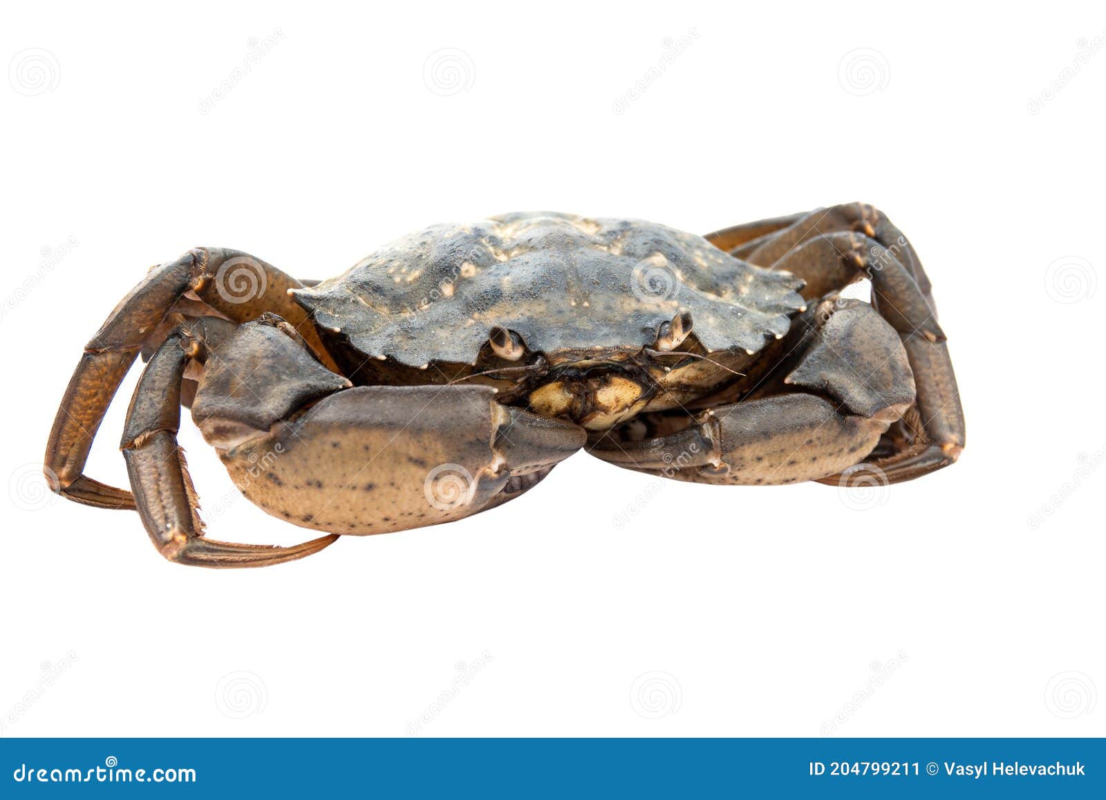 Crab isolated on white stock image. Image of pincers - 204799211