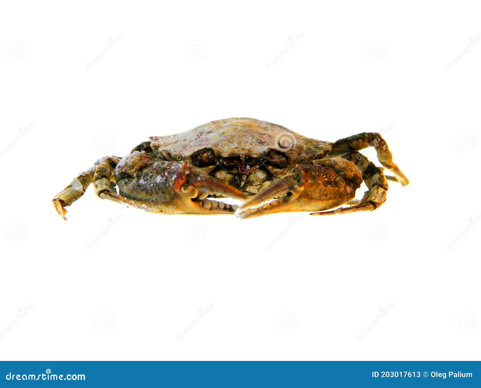 Crab Isolated on White Background Stock Image - Image of cooking, life ...