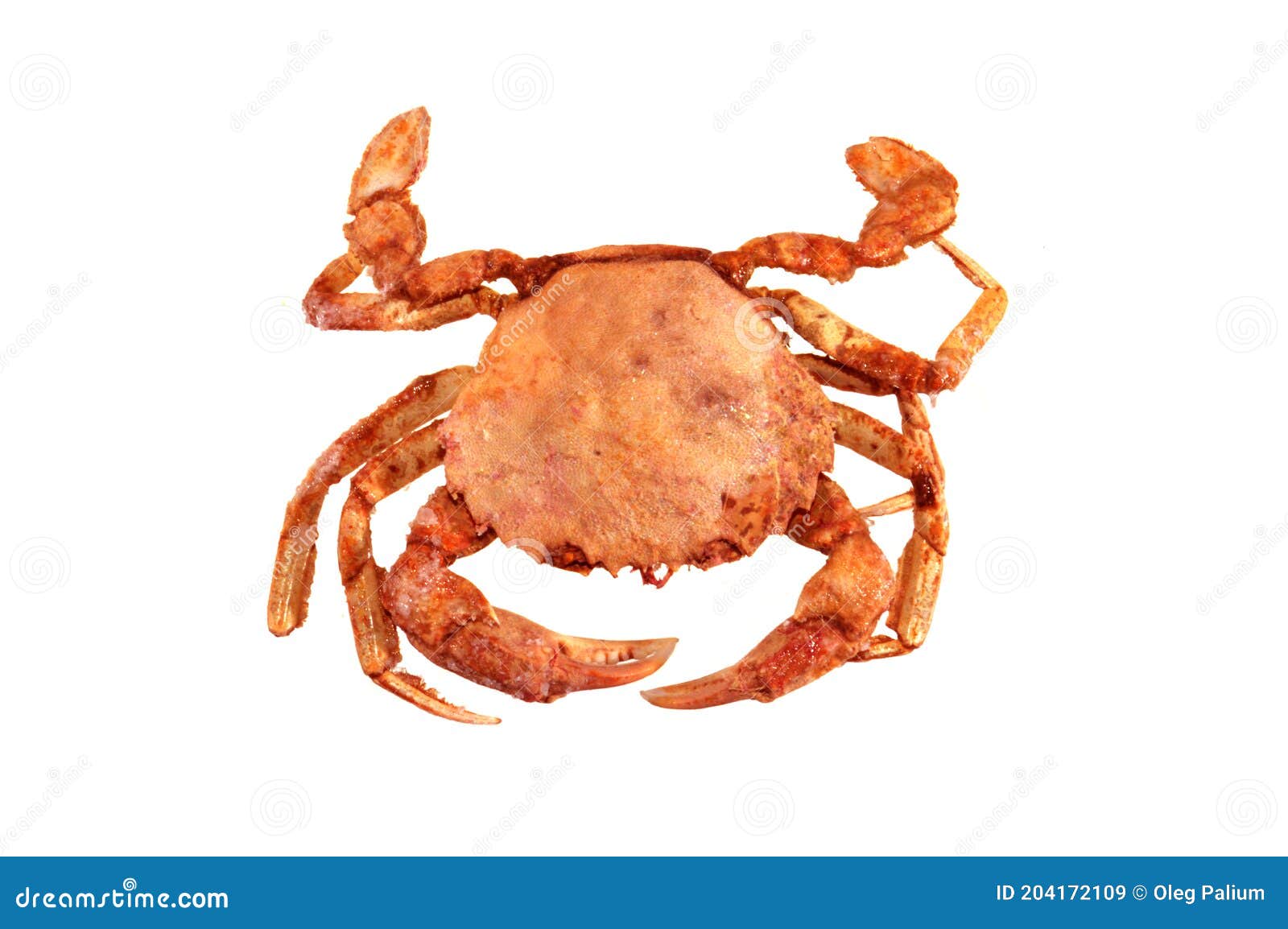 Crab Isolated on White Background Stock Image - Image of carapace, food ...