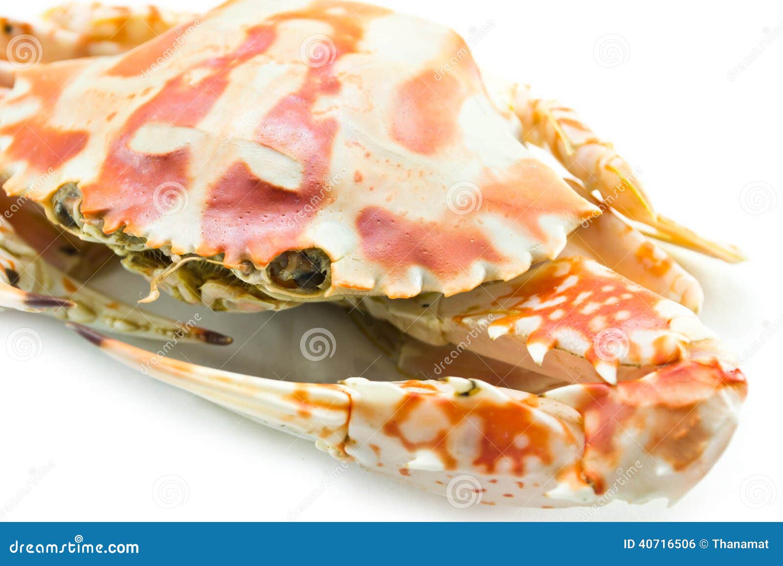 Crab Isolated on White Background Stock Photo - Image of animal ...