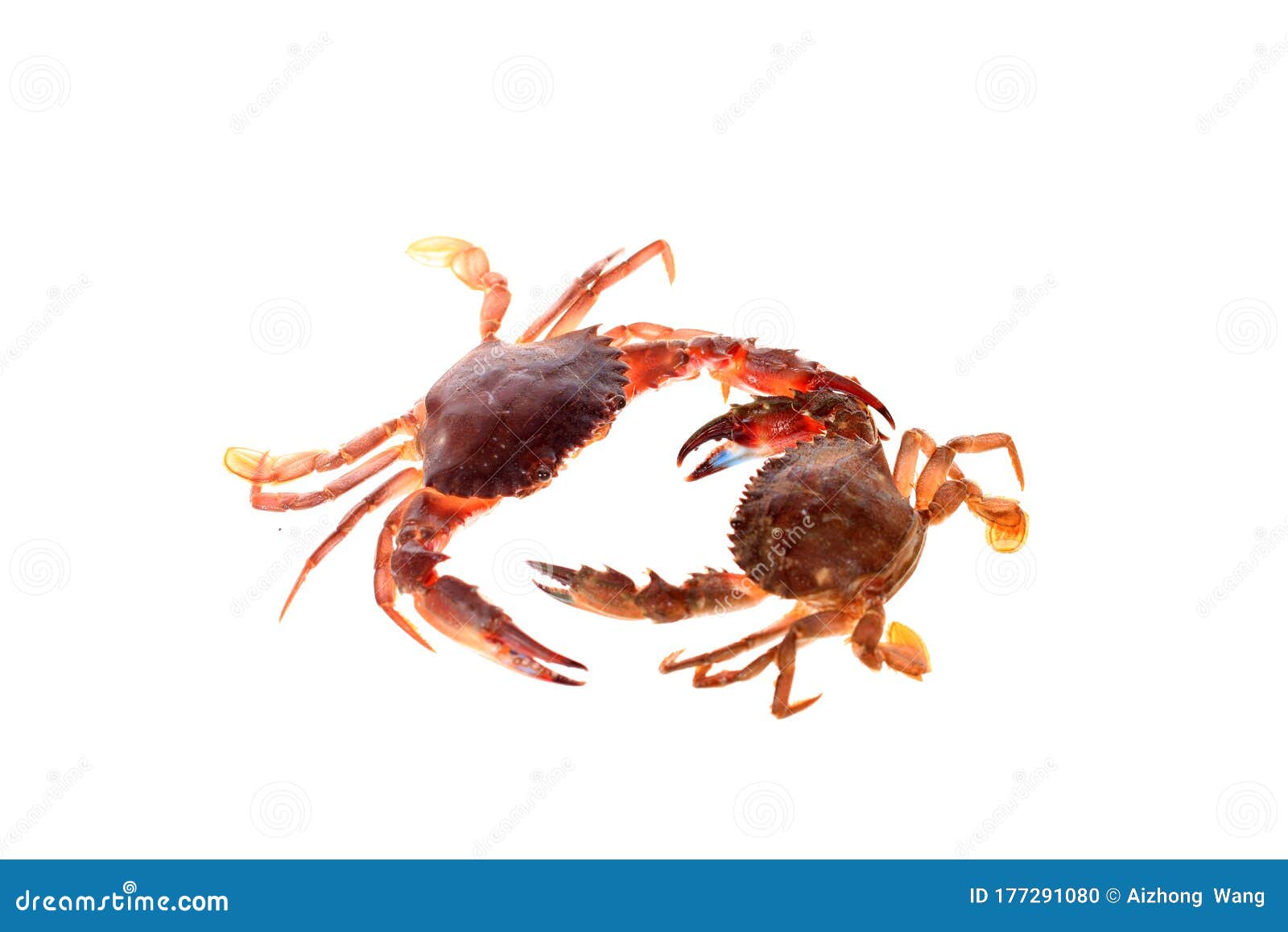 Crab Isolated on White Background Stock Photo - Image of ocean ...