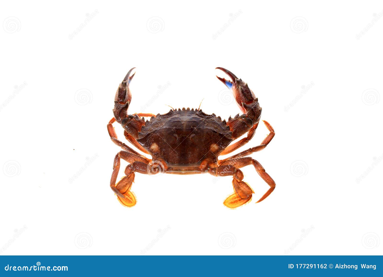 Crab Isolated on White Background Stock Photo - Image of claw, crab ...