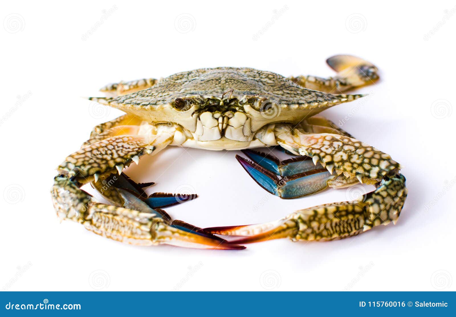 Crab Isolated on White Background. Stock Photo - Image of mediterranean ...