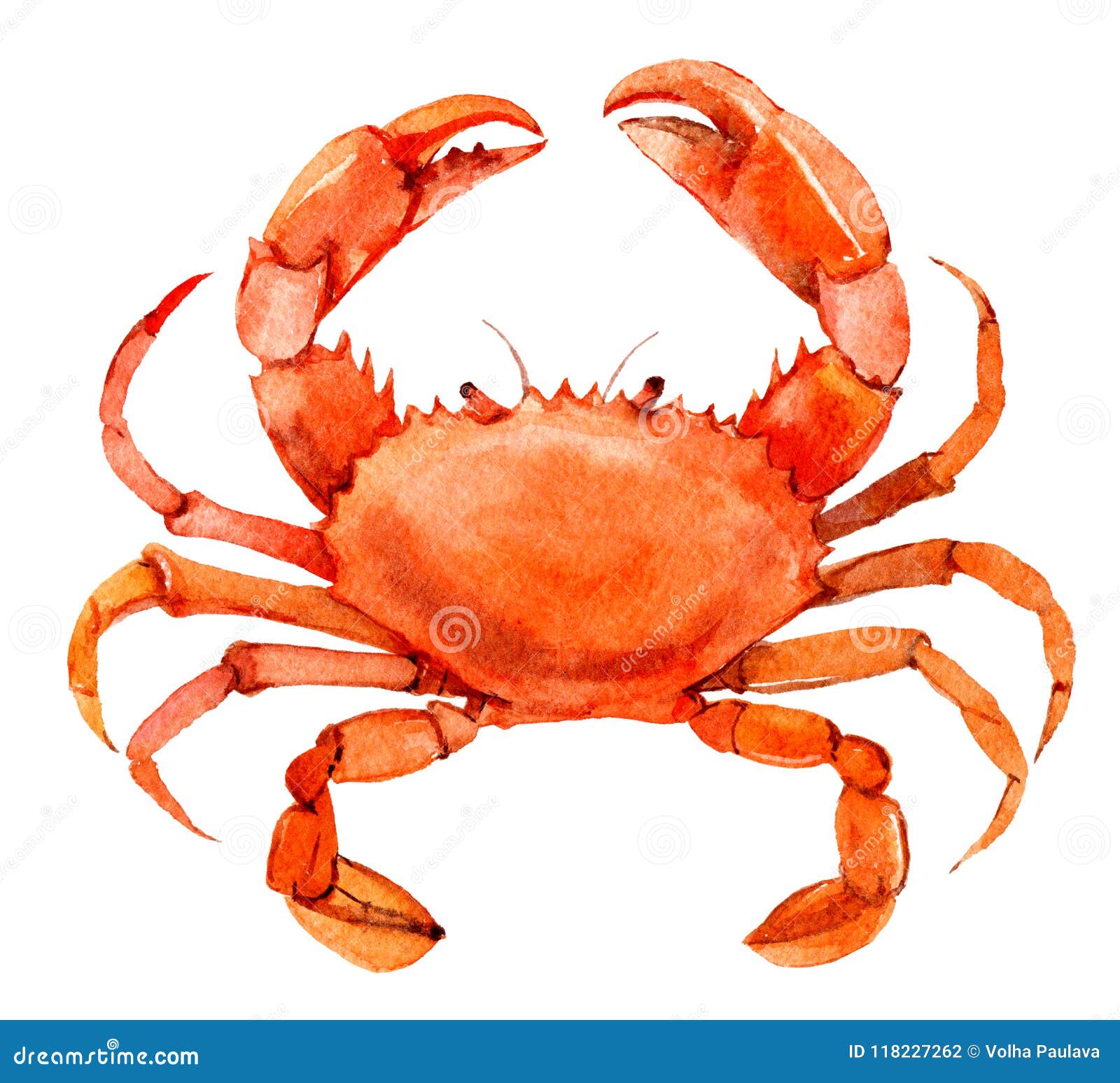Crab Isolated on White Background, Watercolor Stock Illustration ...