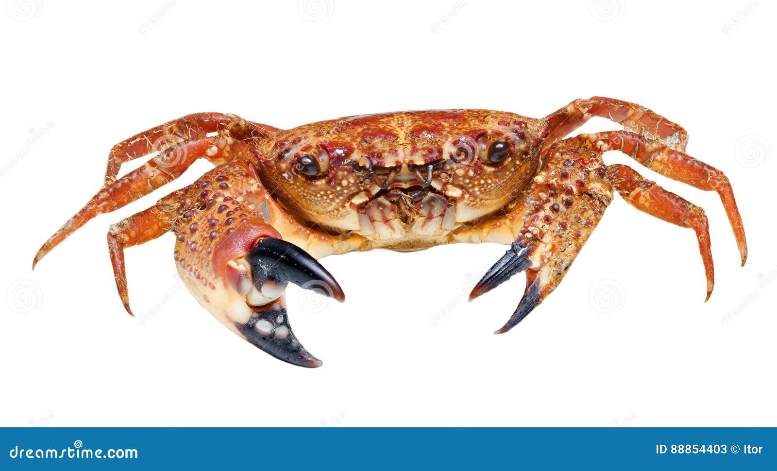 Crab isolated on white stock image. Image of tropical - 88854403