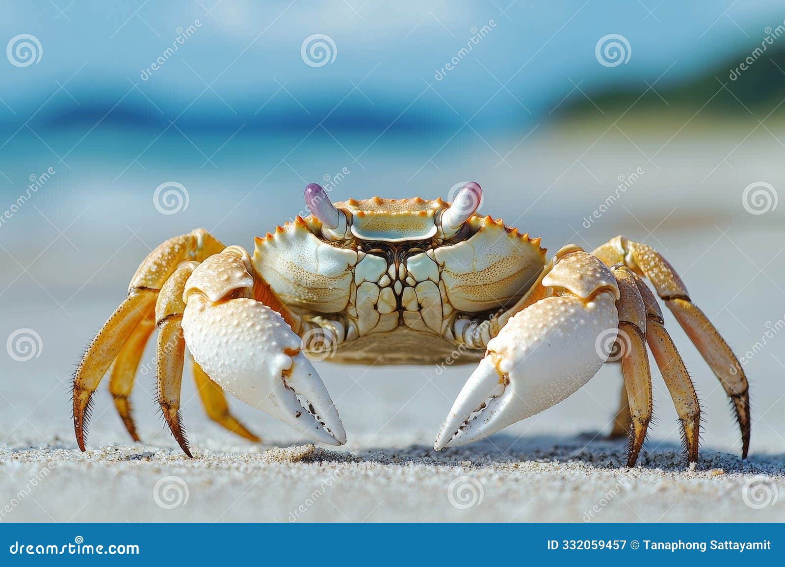 A Crab with Its Claws Extended Stock Image - Image of exotic, macro ...