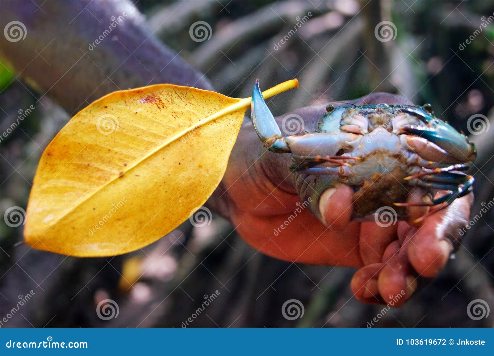 Crab with a Leaf in the Clap Stock Photo - Image of animal, ocean ...