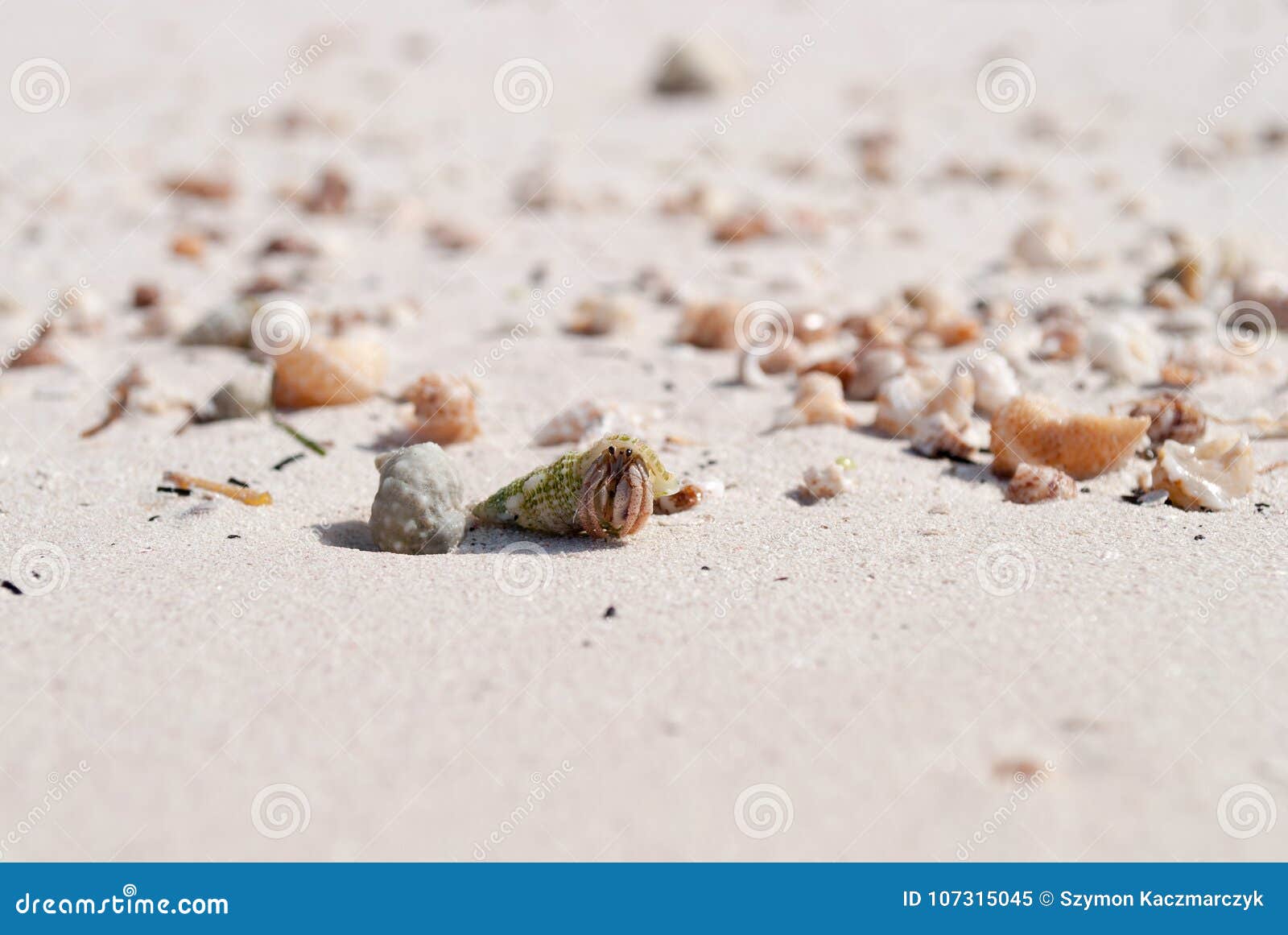 Crab in a Light Green Shell. Shellfish on the Beach Hides in a S Stock ...