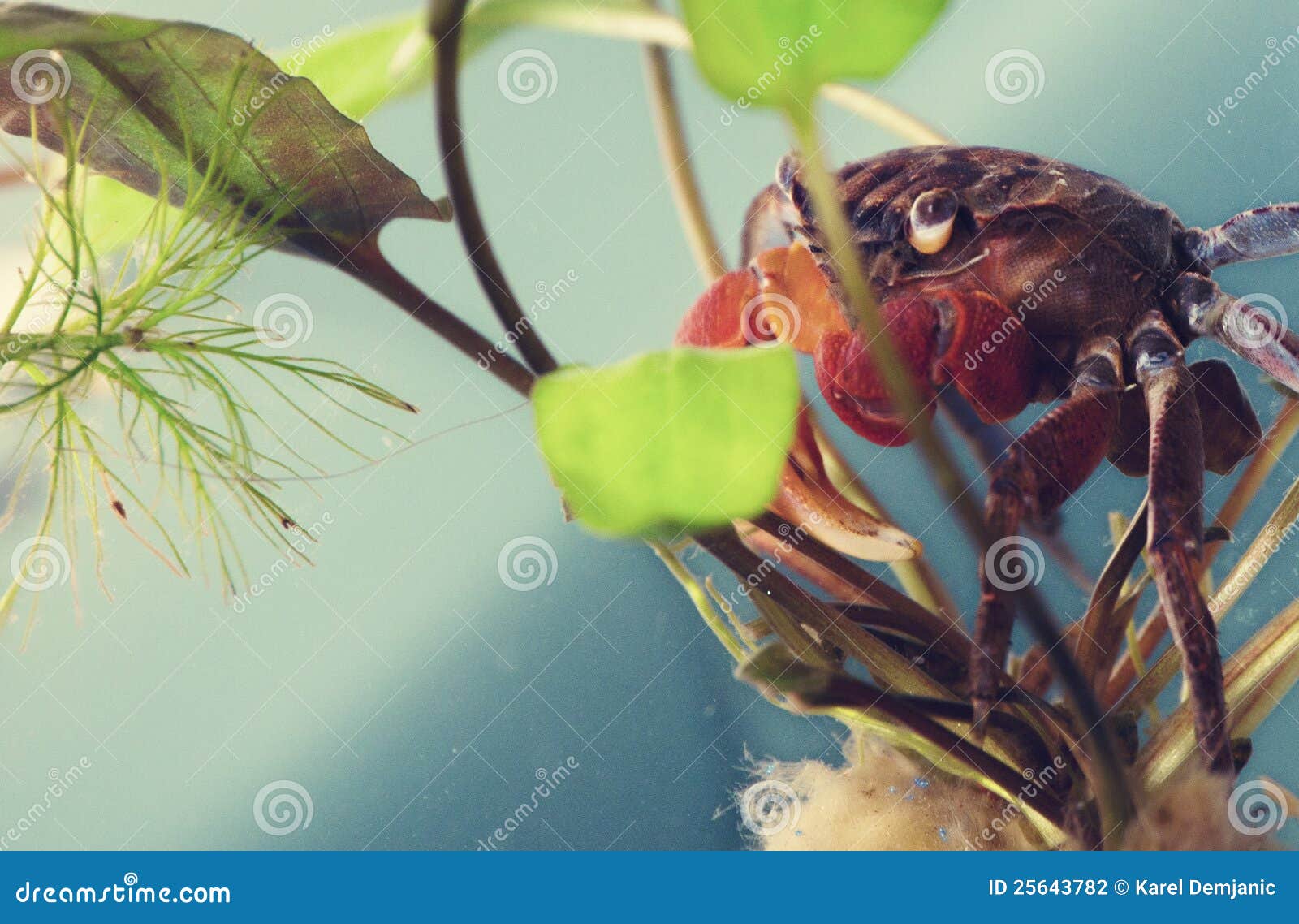 Crab Like Insect Photos - Free & Royalty-Free Stock Photos from Dreamstime