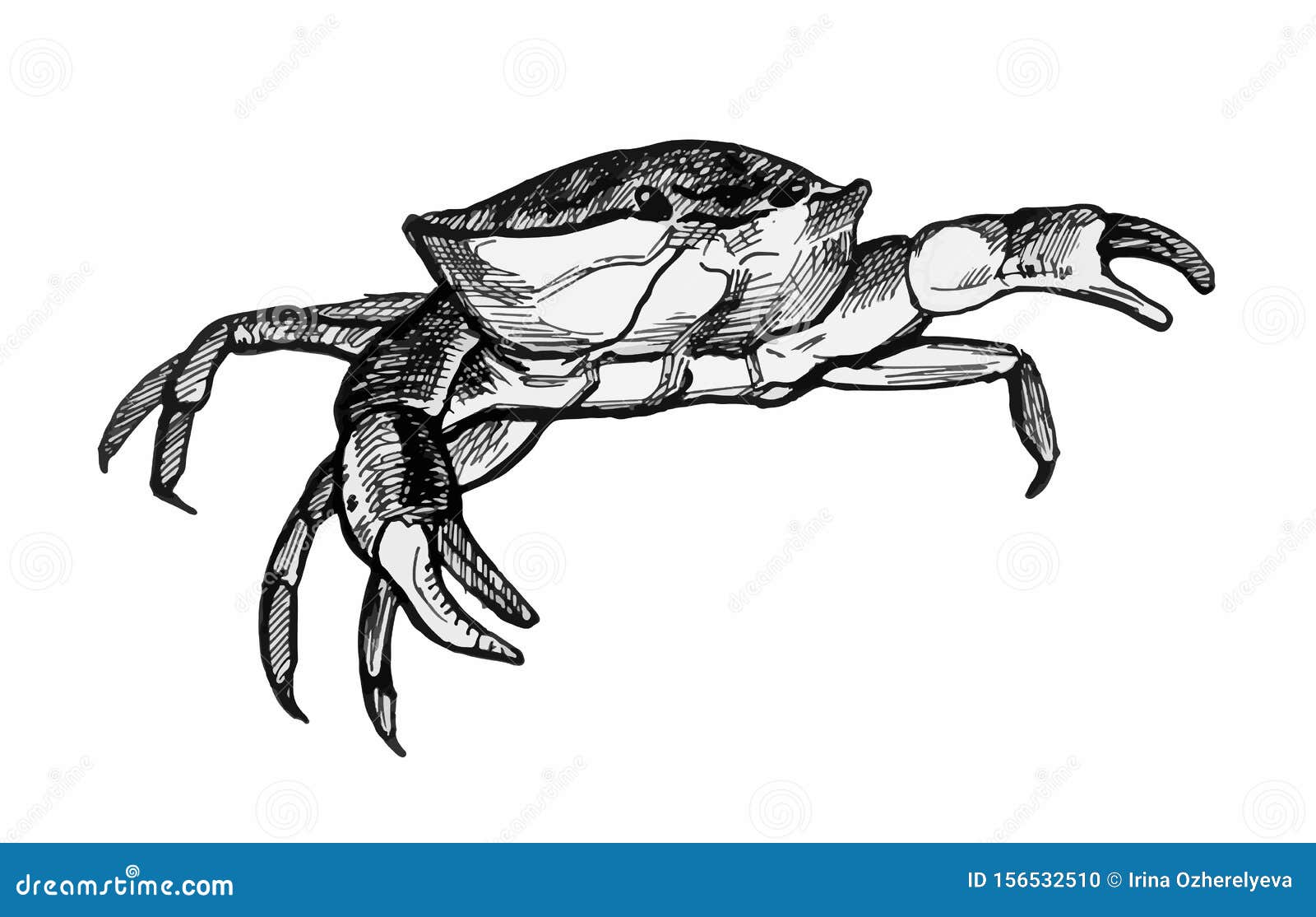 Crab. Line Drawing with Hatching Stock Illustration - Illustration of ...