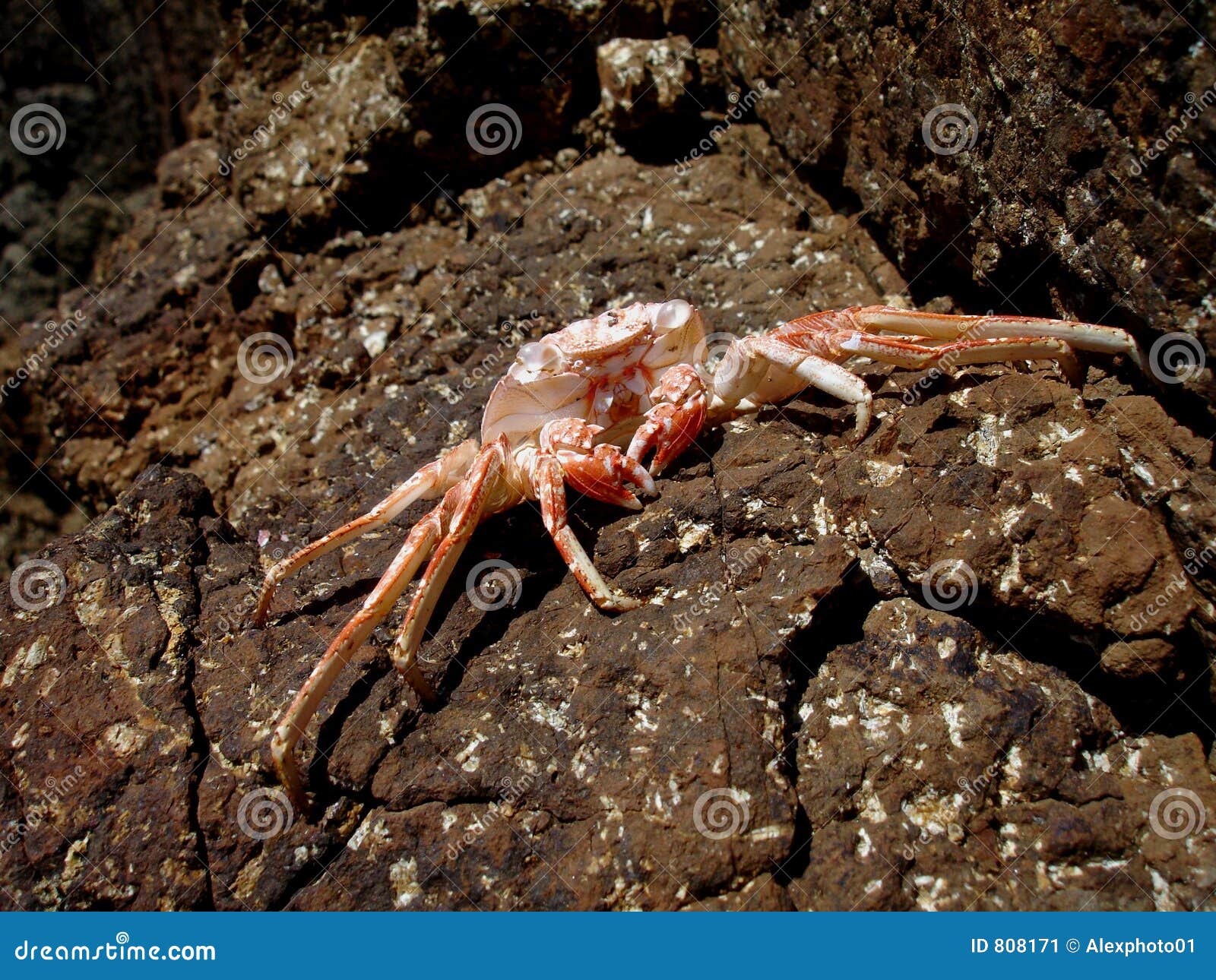 Crab Macro Closeup, Puerto Rico, Caribbean Stock Image - Image of stone ...