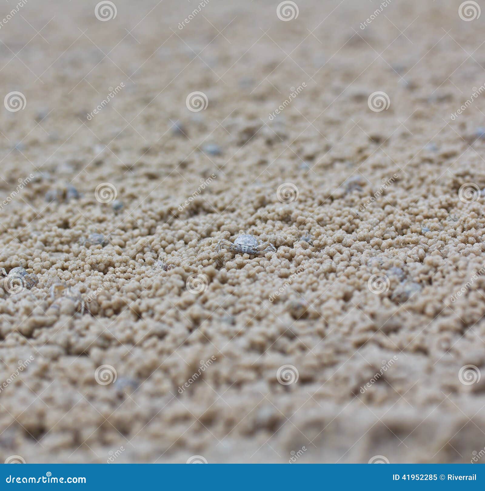 Crab making sand balls stock image. Image of crabs, hermit - 41952285