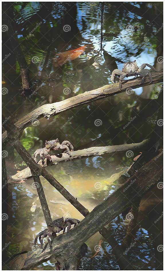 Crab on mangrove root stock image. Image of river, jungle - 248874905