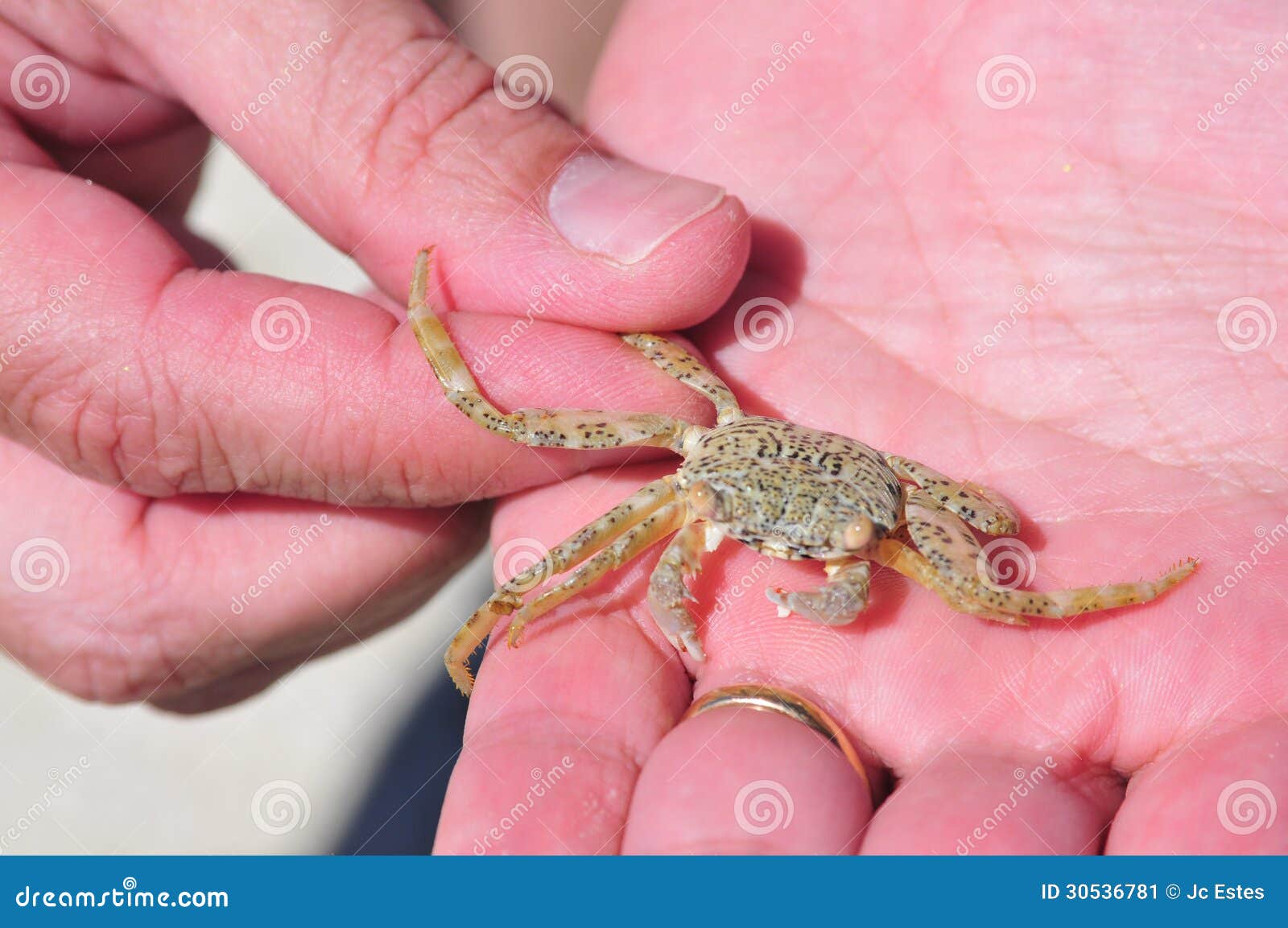 Crab in Mans Hand stock image. Image of island, hawaii - 30536781
