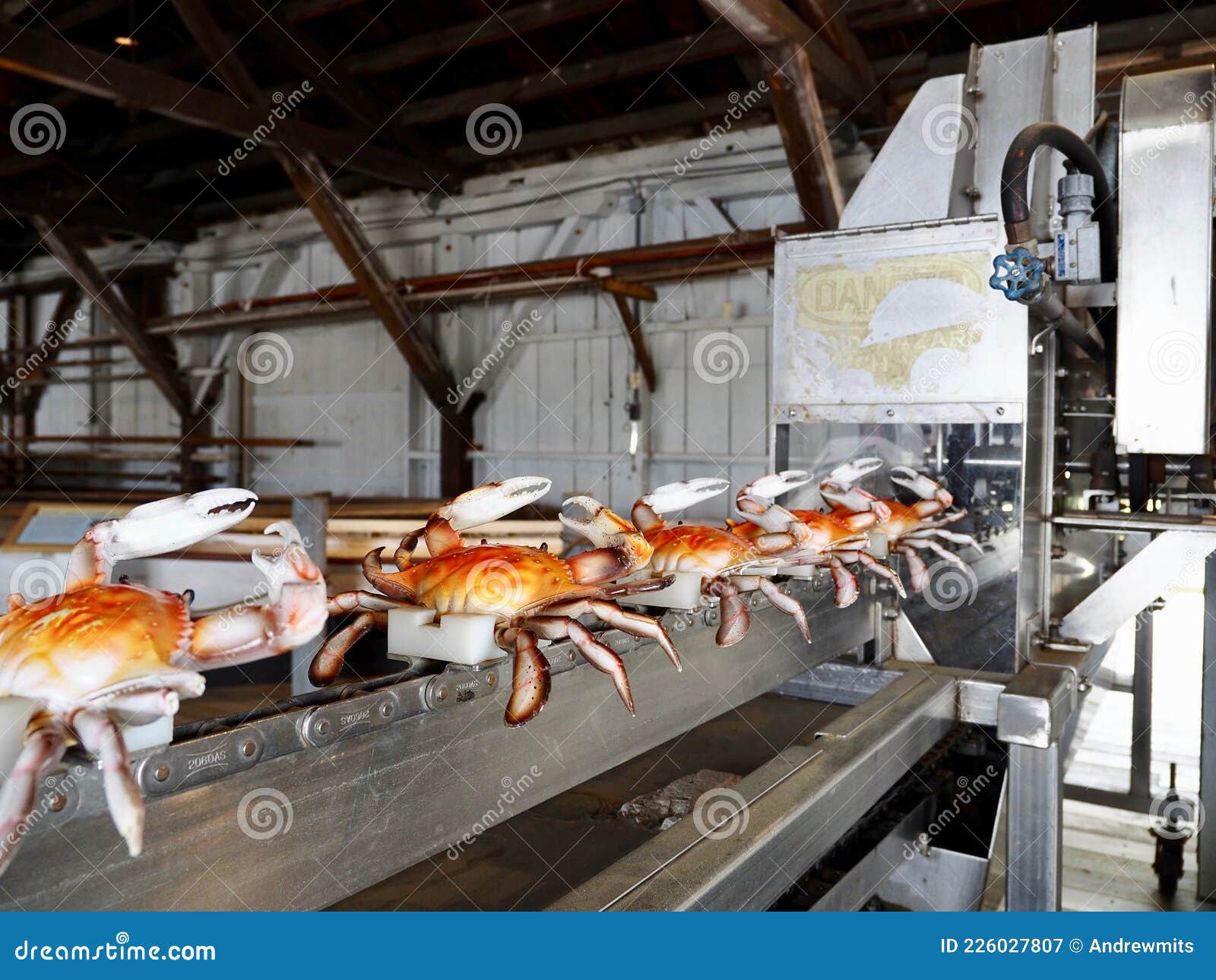 Crab Meat Processing Line Display Stock Image - Image of maryland ...