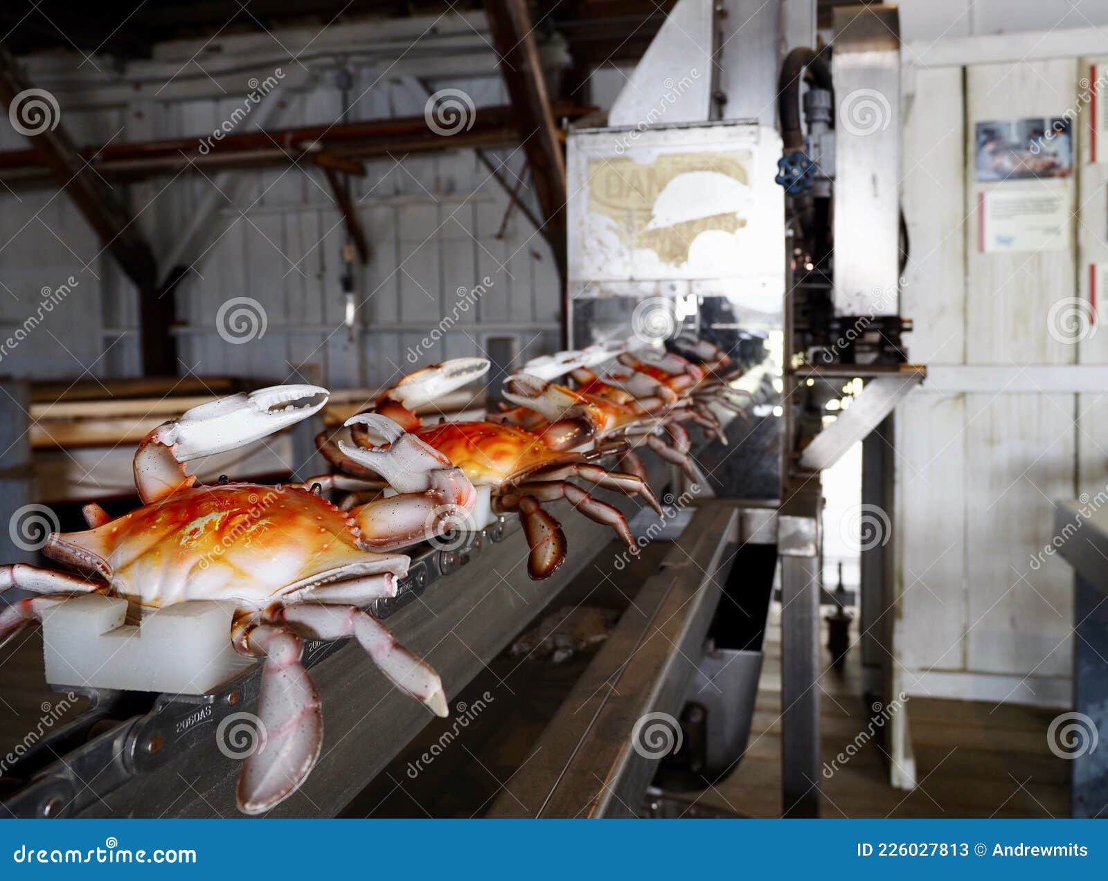 Crab Meat Processing Line Display Stock Image - Image of seafood, maritime: 226027813