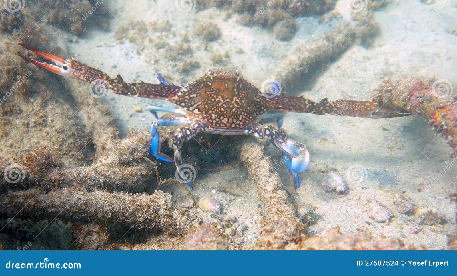 Crab mediterranean stock photo. Image of manna, sand - 27587524