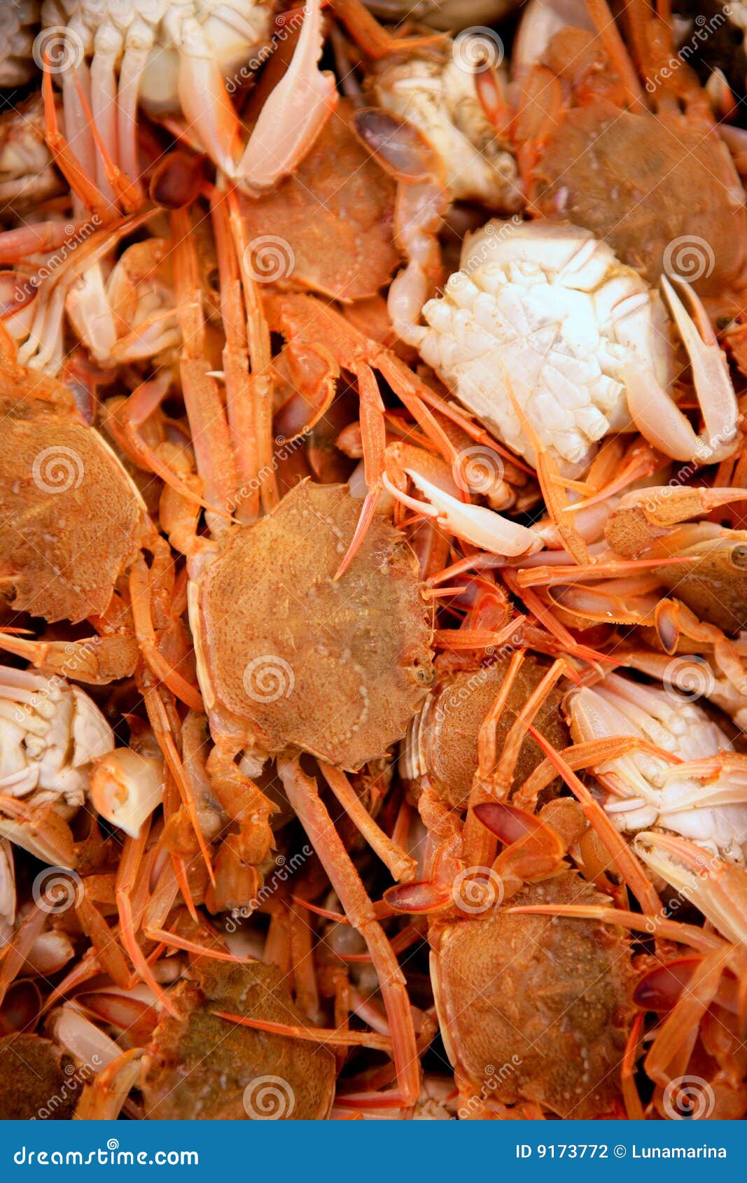 Crab from Mediterranean, Texture Pattern Stock Photo - Image of cook ...