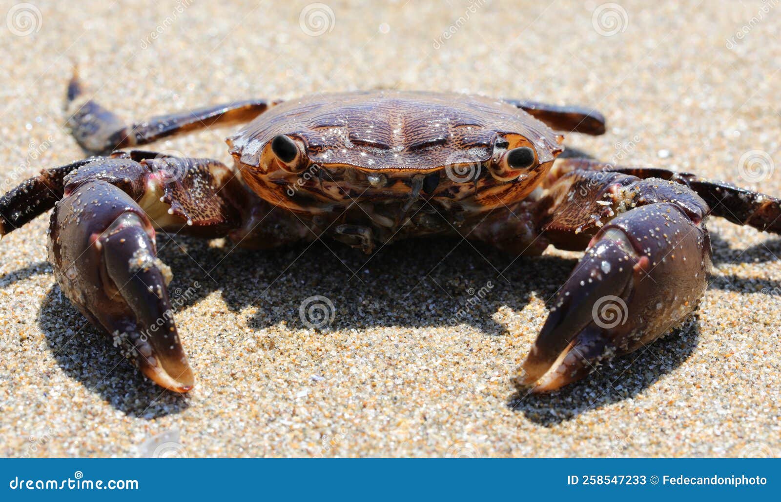 Crab with Mighty Claws in the Sandy Beach Stock Image - Image of prey ...