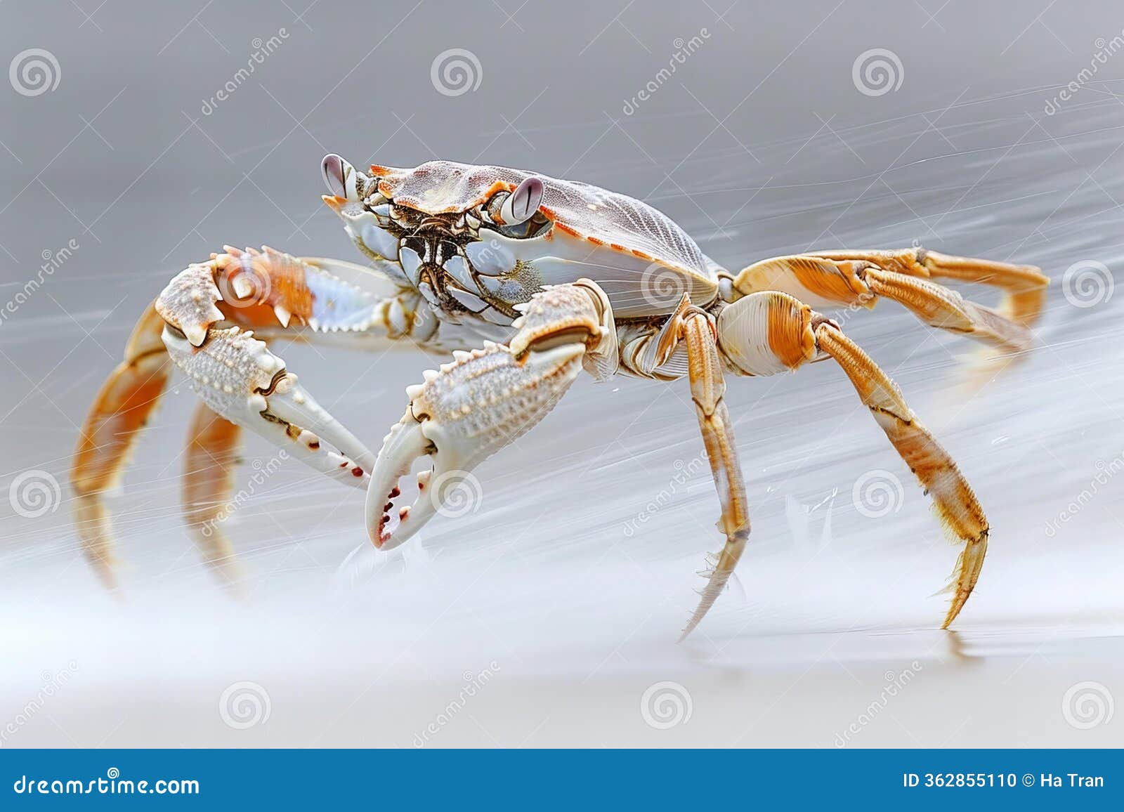 A Crab Moving in Front of a White Background, High Quality, High ...
