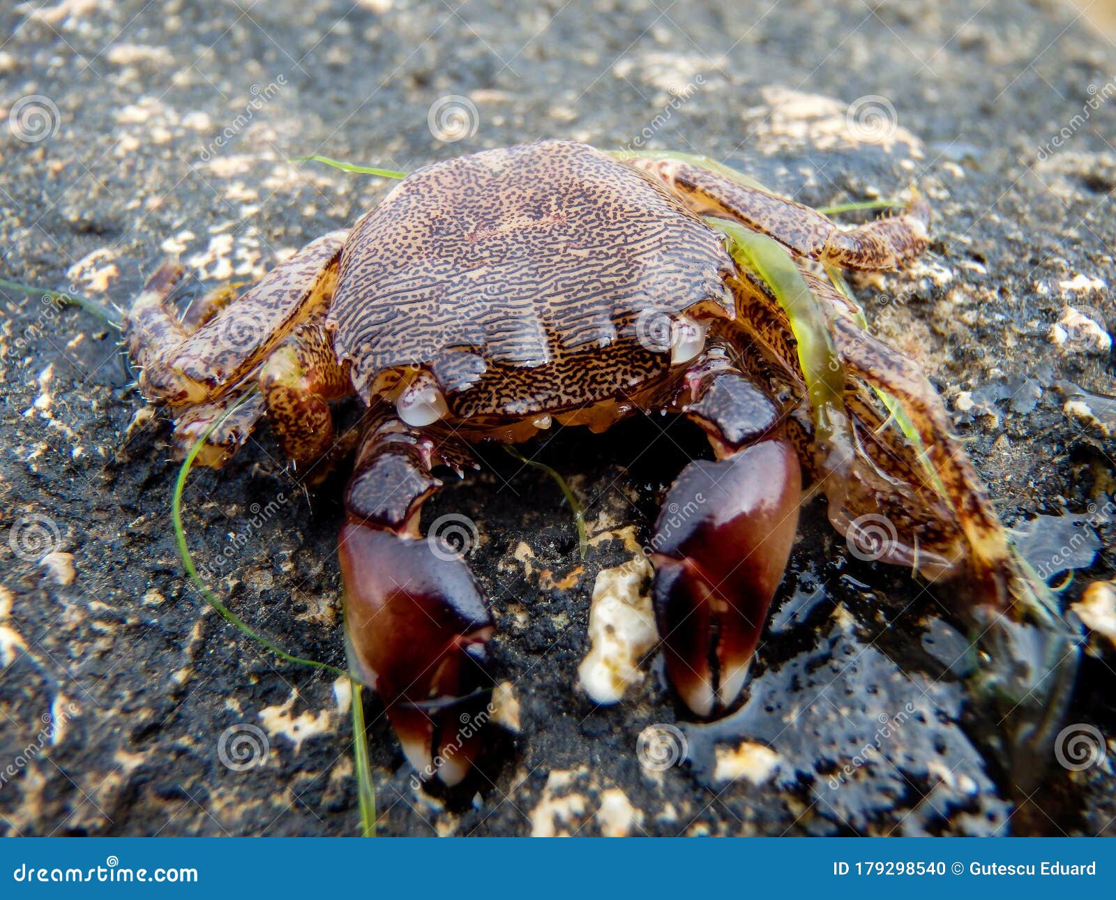 Crab on the Natural Environment, Close Up Macro Stock Photo - Image of ...