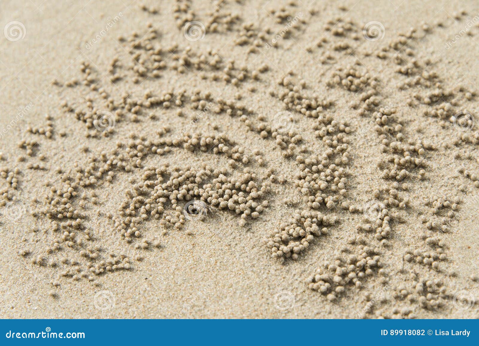 Crab Nesting in Sand on the Beach Stock Photo - Image of trails, crab ...