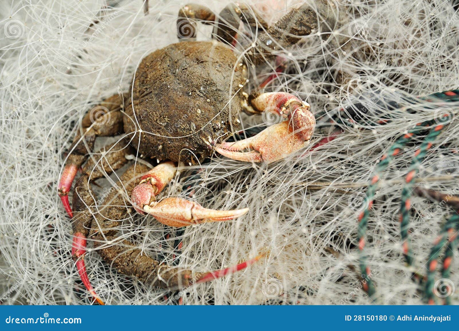 A Crab in the Net stock photo. Image of fishery, beach - 28150180