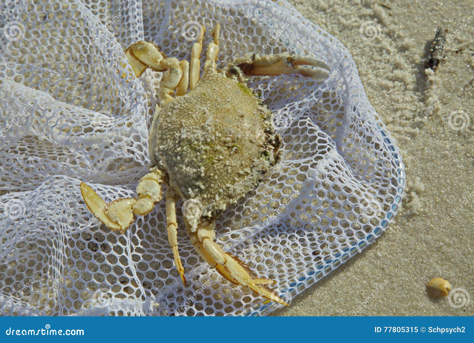 Sand Crab in net stock image. Image of water, copyspace - 77805315