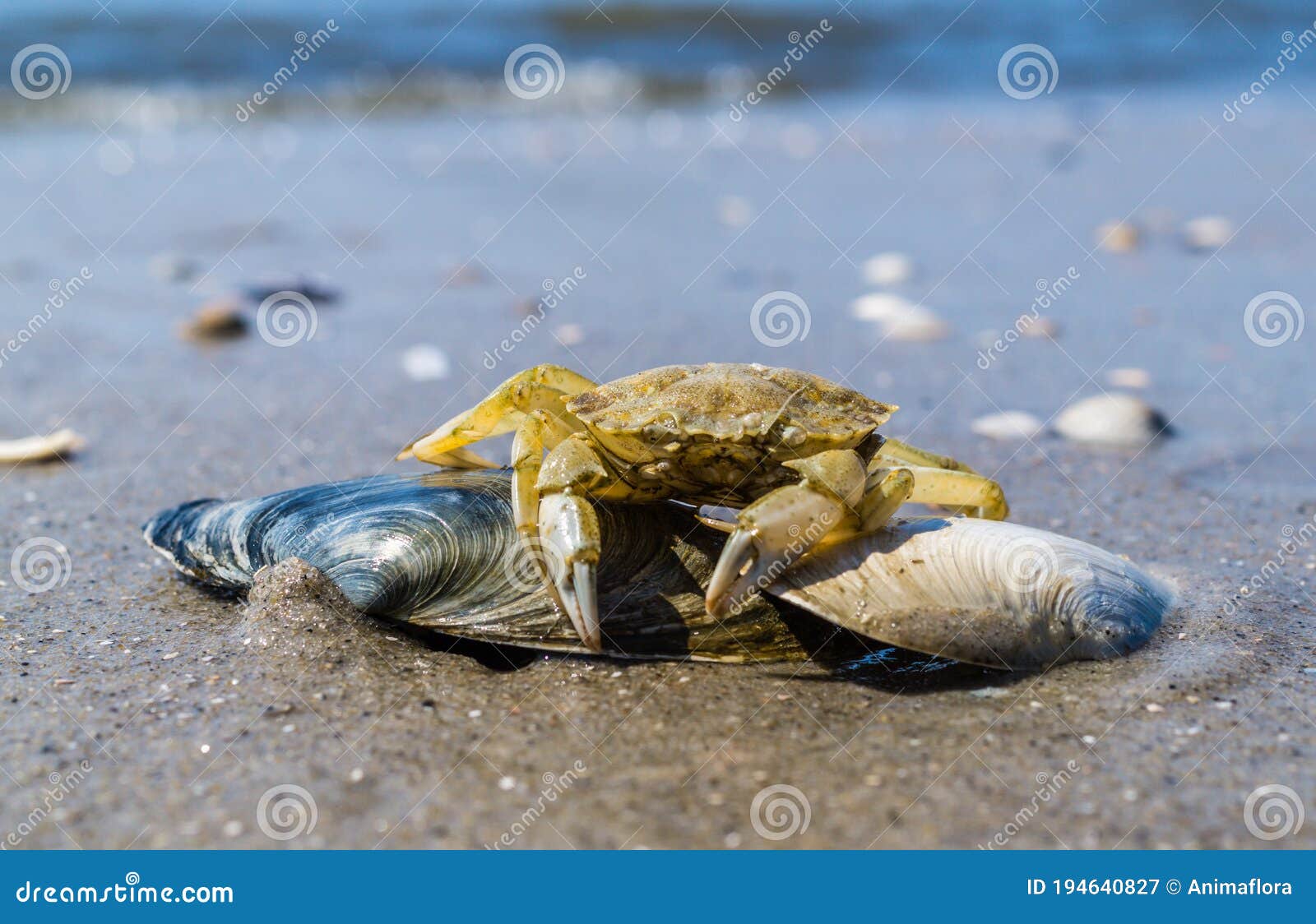 Crab at the North sea stock image. Image of animal, beach - 194640827