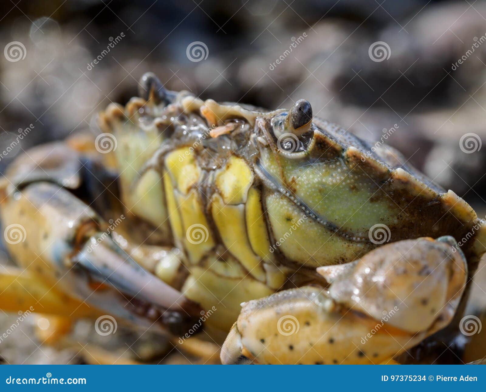 Crab at north sea stock photo. Image of crabs, crab, seascapes - 97375234