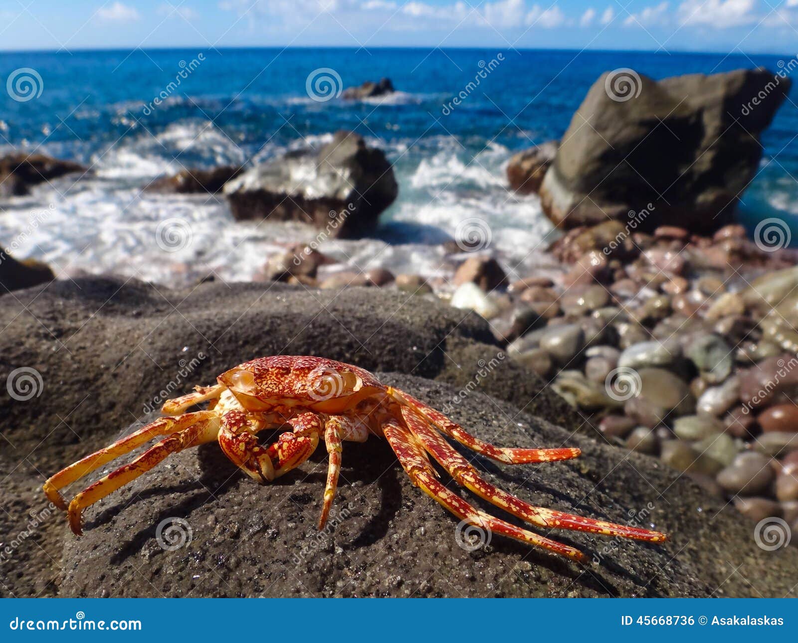Crab on a rock by ocean stock photo. Image of waves, claw - 45668736