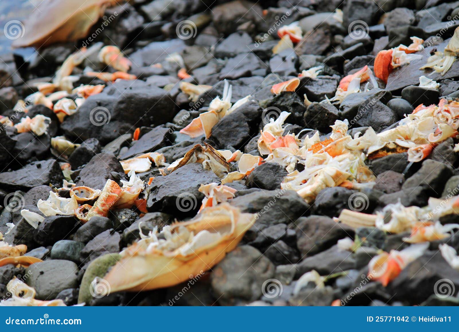 Crab parts on beach stock photo. Image of seafood, parts - 25771942