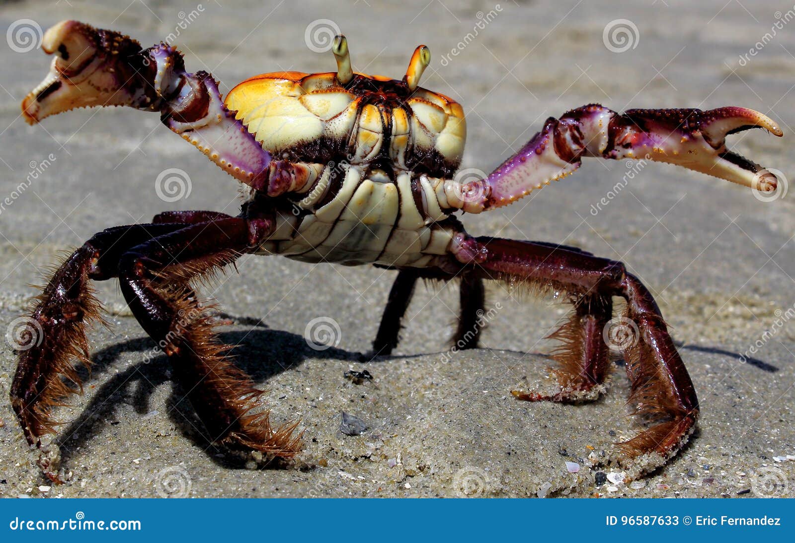 Crab stock image. Image of marine, animals, crawfish - 96587633