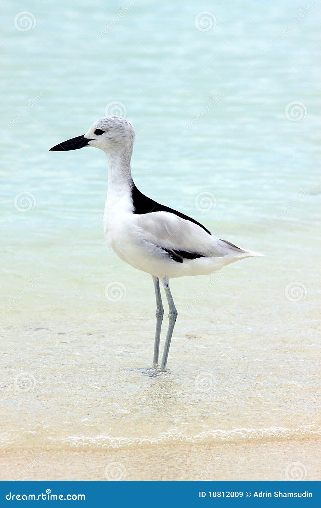 Crab Plover 2 stock image. Image of rihiveli, dromas - 10812009