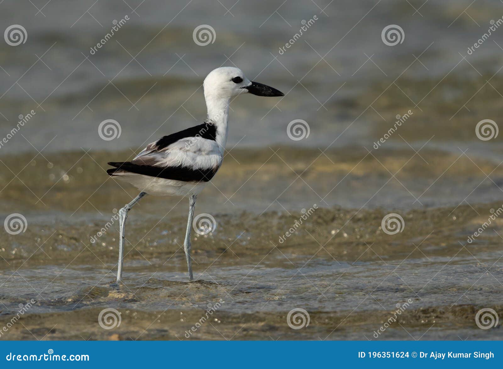 Crab Plover at Busaiteen Coast, Bahrain Stock Photo - Image of exotic ...