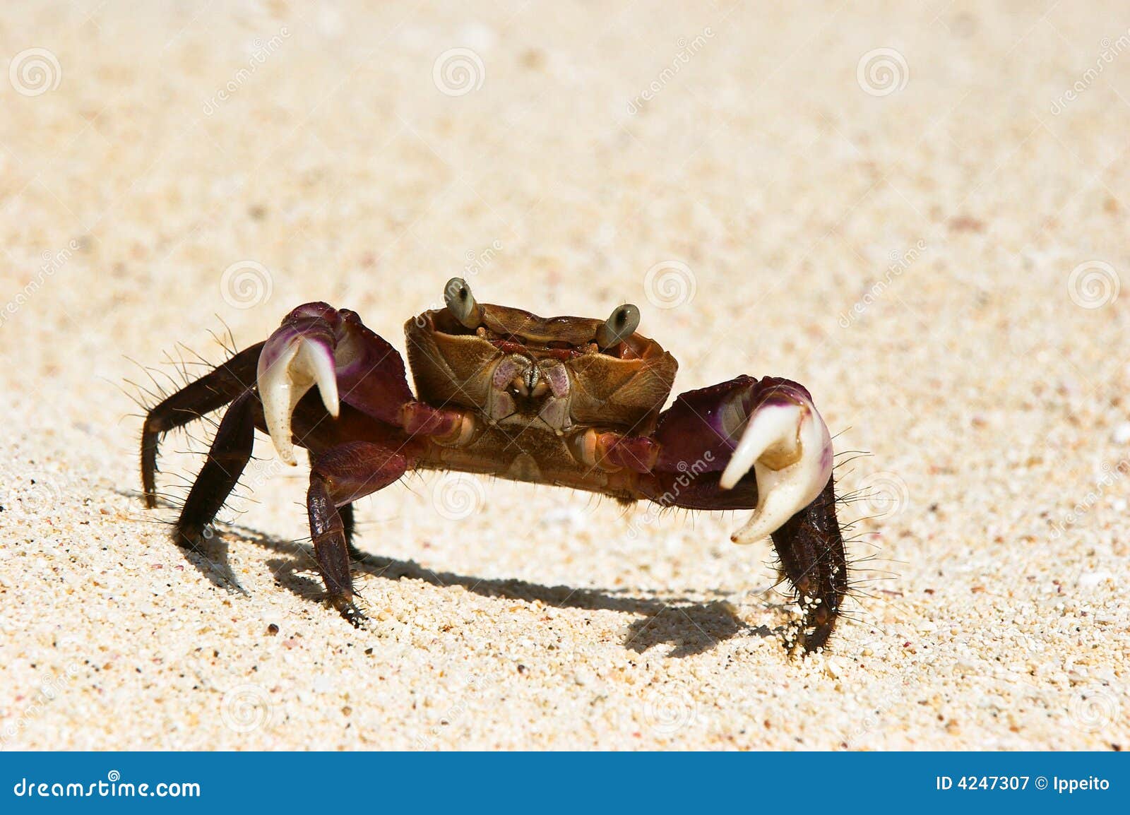 Crab portrait stock image. Image of eating, eyes, face - 4247307