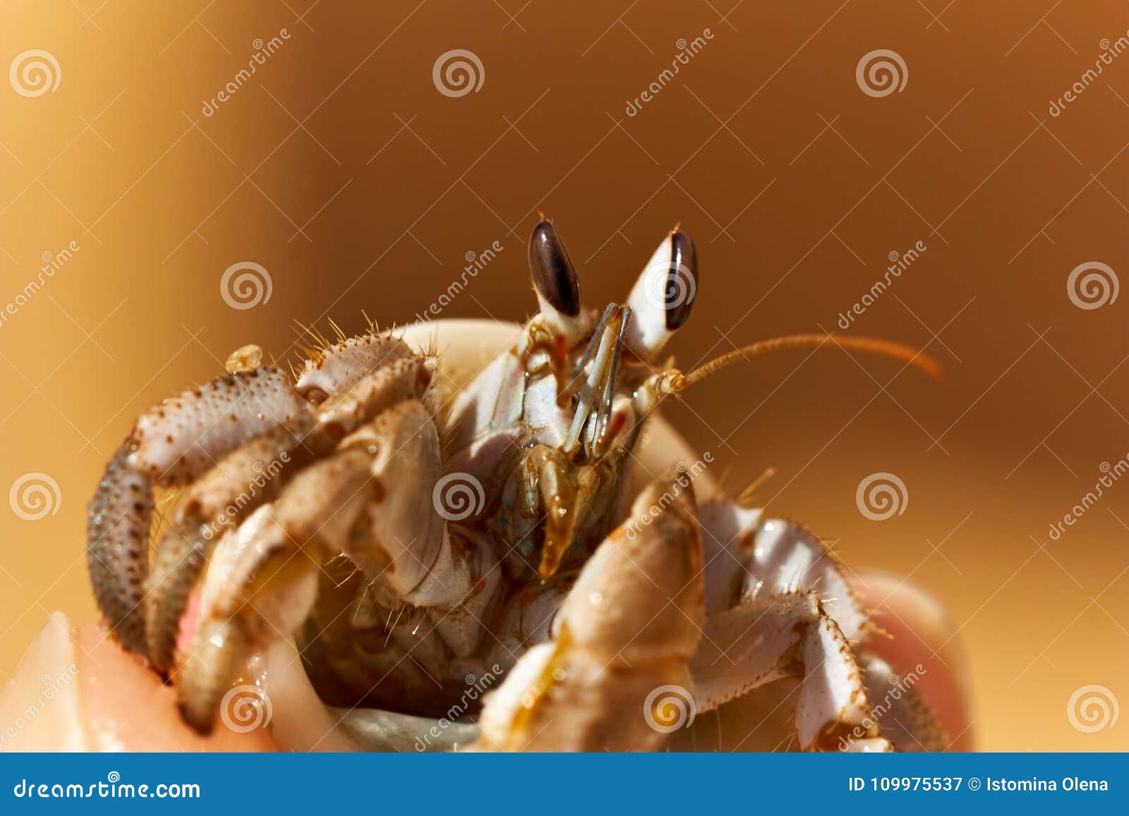 275 Crabs Portrait Stock Photos - Free & Royalty-Free Stock Photos from ...