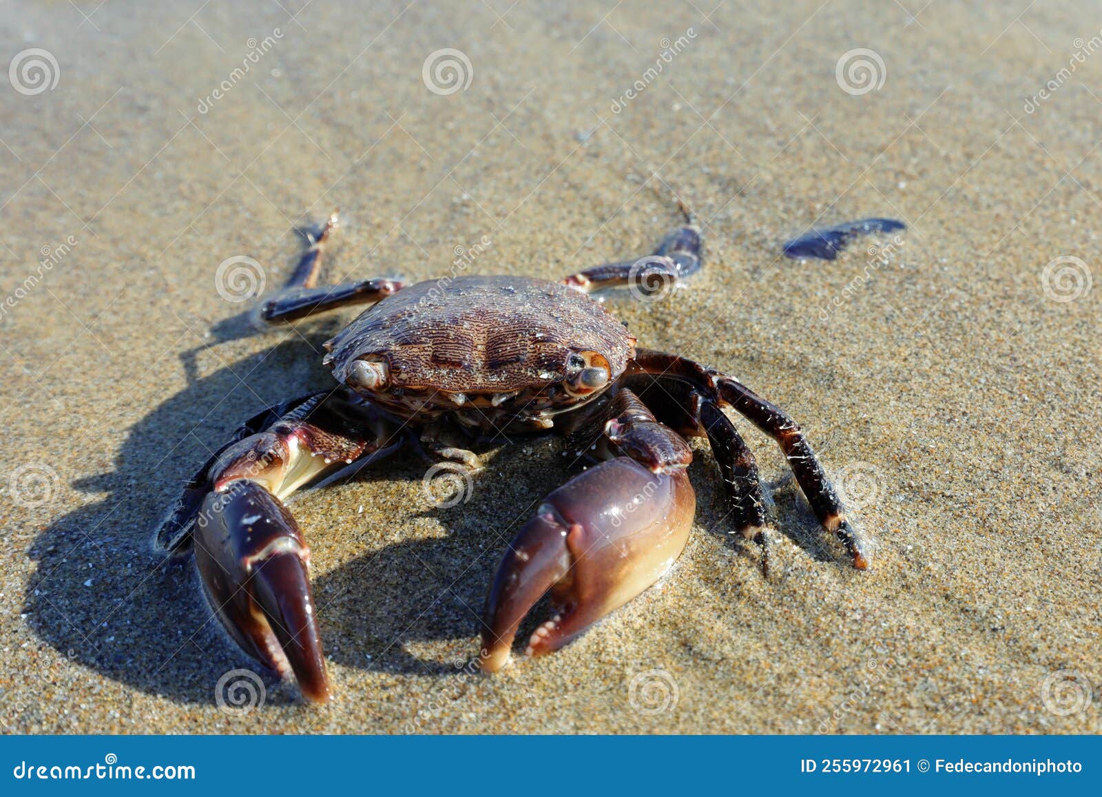 Crab with Powerful Claws on the Seashore Stock Image - Image of macro ...